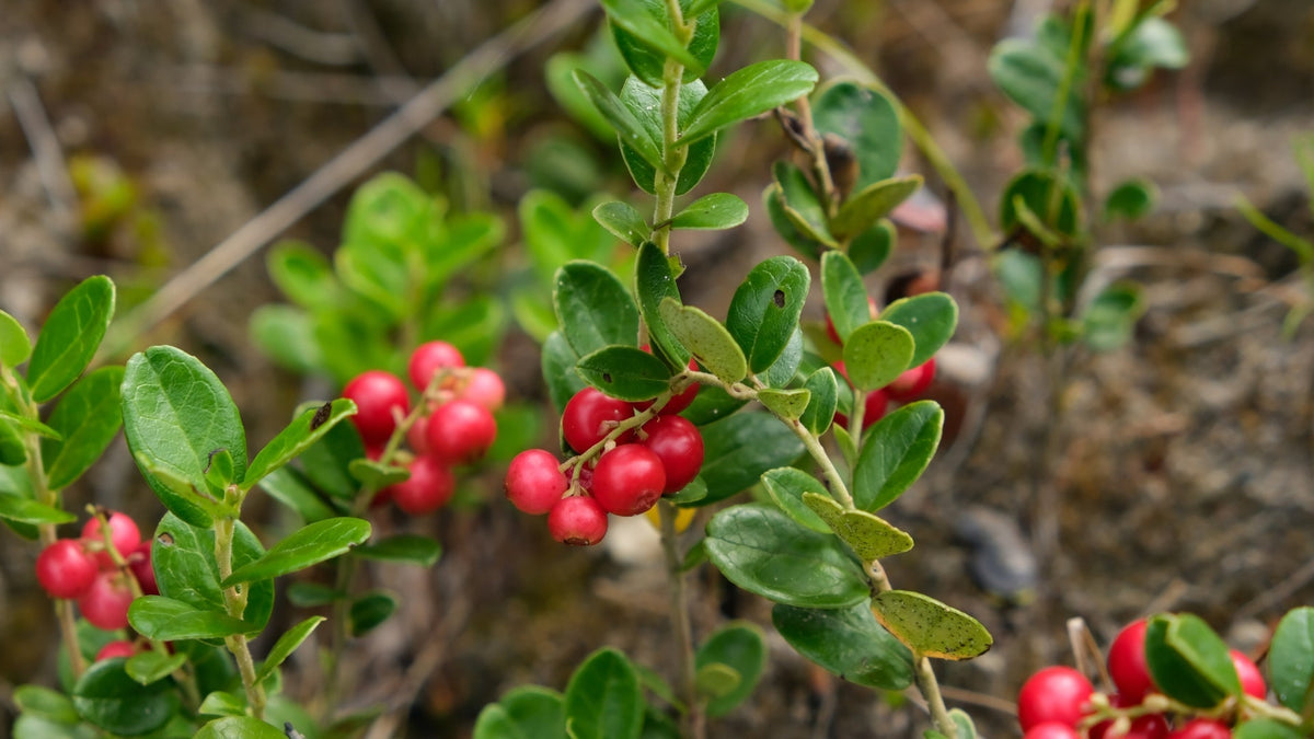 Sarpagandha: All about Its Benefits, Uses & Side-effects